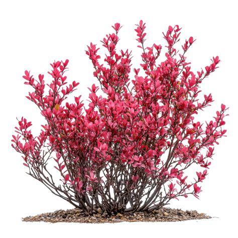 Vibrant Red Ornamental Garden Shrubs Creating Striking Contrast In A