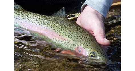 Производство на аквакултури в рибовъдните стопанства през 2012 Български Фермер