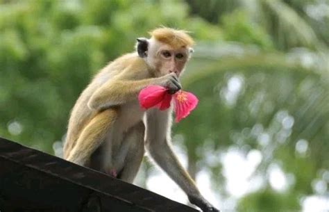 第1问：为什么故事里，中国的猴子爱吃桃子，外国的猴子爱吃香蕉百科ta说