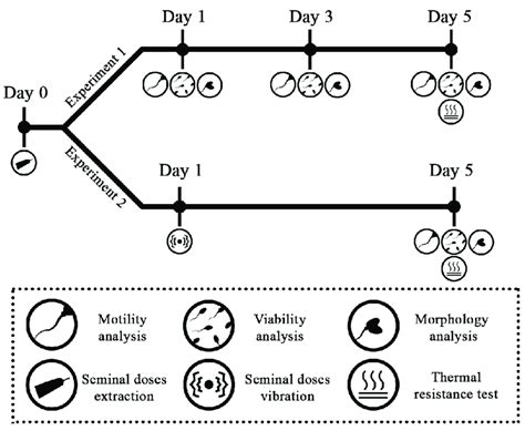 The Experimental Design Of The Experiment 1 And Experiment 2 Is Download Scientific Diagram