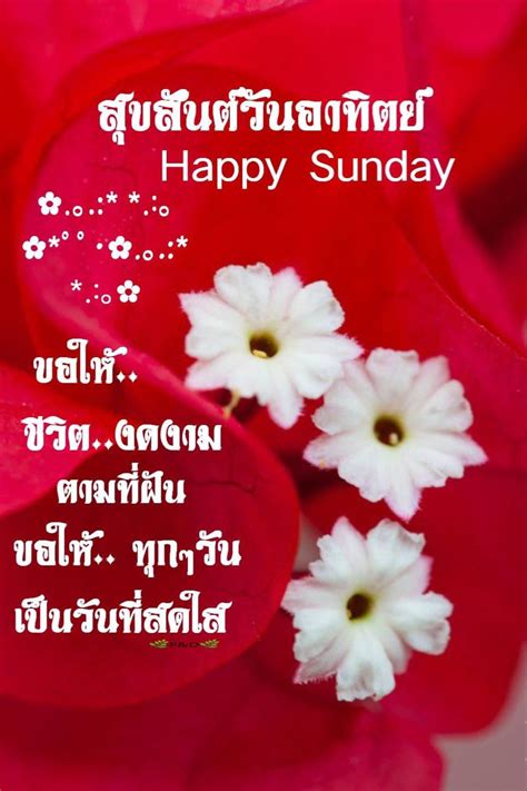 วันอาทิตย์🌿 ️ วันอาทิตย์ สุขสันต์วันอาทิตย์ สวัสดีตอนเช้า
