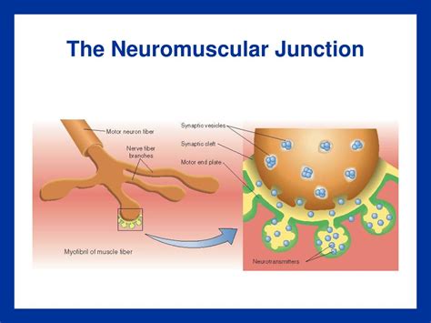 Ppt Neural Control Of Exercising Muscle Powerpoint Presentation Free Download Id 5703544
