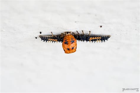 Intraguild Predation Is The Killing And Sometimes Eating Of A Potential