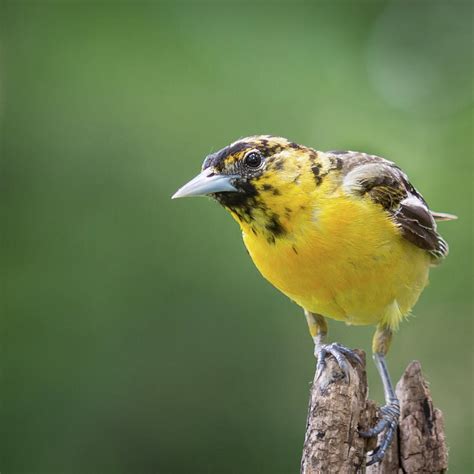 Juvenile Male Baltimore Oriole Photograph By Larry Pacey Pixels