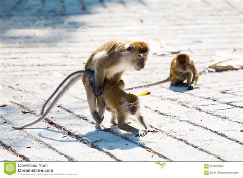 Monkey Sex Temple Penang Malaysia Stock Photo Image Of Close Happy
