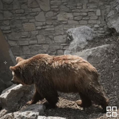 Ango Ai On Linkedin Data Ml Ai Dataannotation Datalabeling