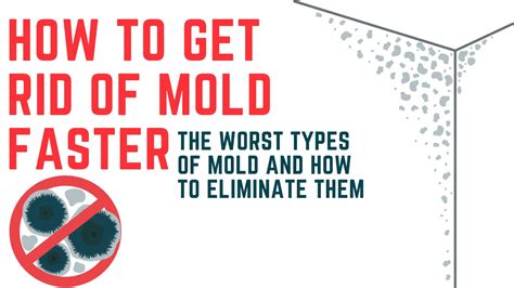 Effective Methods To Get Rid Of Mold Eliminate The Worst Types