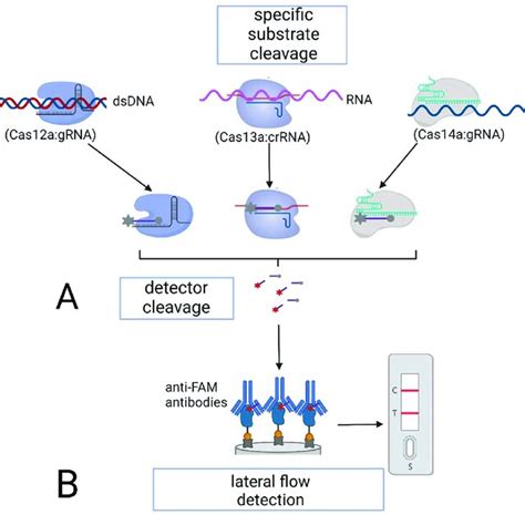 Specific Nucleic Acid Detection Using Cas12 Cas14 Proteins A Via