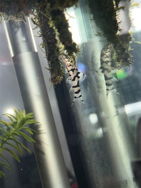 Why Is My Yoyo Loach Flashing R Aquariums