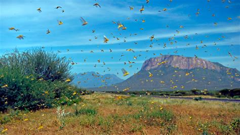 locust swarms are invading africa here s how nasa satellites can help