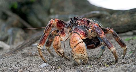 Download Majestic Coconut Crab In Its Natural Habitat Wallpaper