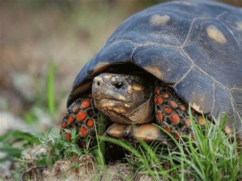 Red Footed Tortoise Growth How Big Do They Get