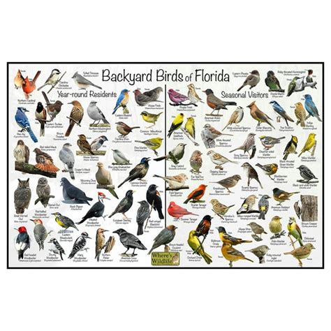 Backyard Birds Of Florida Bird Identification Poster Birdwatching