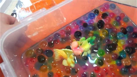 나만의 금붕어 키우기 소개 첫방송 Youtube