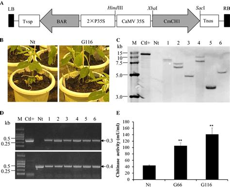 Generation And Characterization Of Transgenic Soybean Plants A Download Scientific Diagram