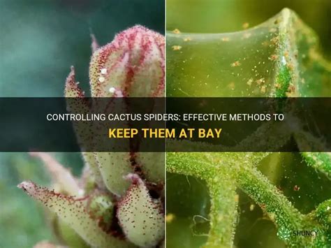 Controlling Cactus Spiders Effective Methods To Keep Them At Bay Shuncy