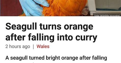 Upvote Curry Seagull To Spice Up Your Sex Life Album On Imgur