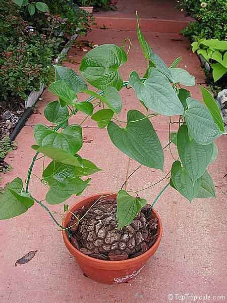 Dioscorea Mexicana Alchetron The Free Social Encyclopedia