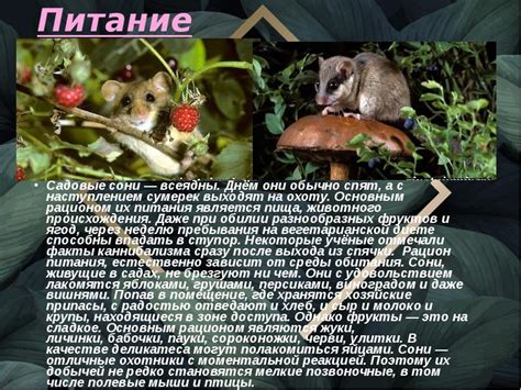 САДОВАЯ СОНЯ