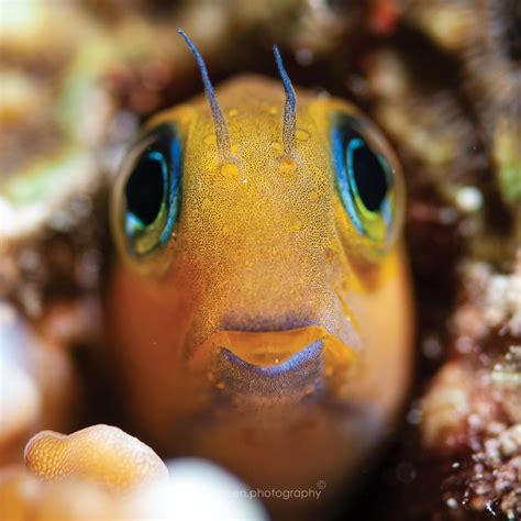 Midas Blenny Yellow Tail Benny Underwater Photography