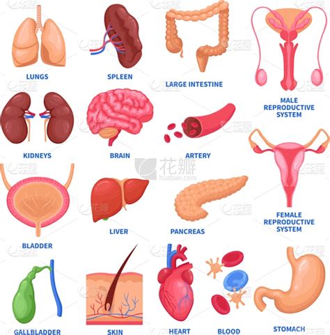 矢量 健康保健 人 部分 男人 生理学 女人 布置 教育素材 花瓣网