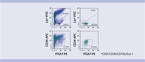 Satellite Cells From Mouse Skeletal Muscle Protocol Miltenyi Biotec Usa
