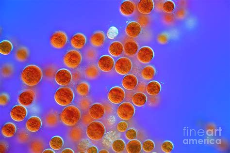 Haematococcus Sp Photograph By Frank Fox Science Photo Library Pixels