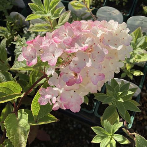 Hydrangea Paniculata Fraise Melba Renba
