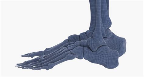 실제 인간 늑골 케이지 척추 여성 골반 및 다리 뼈 해부학 01 화이트 3d 모델 Turbosquid 1709963