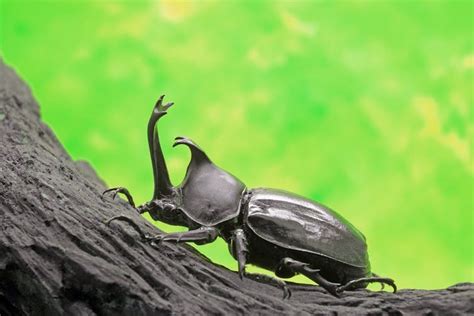 The Fascinating Sex Lives Of Insects