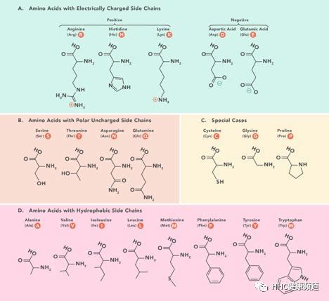 9种氨基酸被归类为必需氨基酸 江南文明网