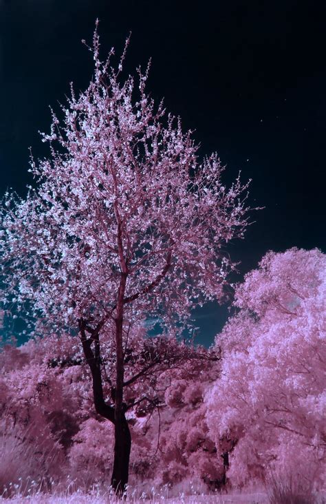 Night Cherry Blossom Wallpapers Top Free Night Cherry Blossom