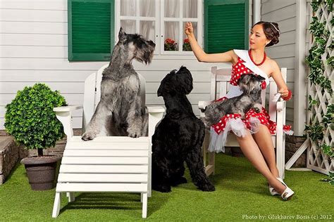 Анотен заметкиветеринарноговрача Как ухаживать за глазами собаки Для того чтобы собака была