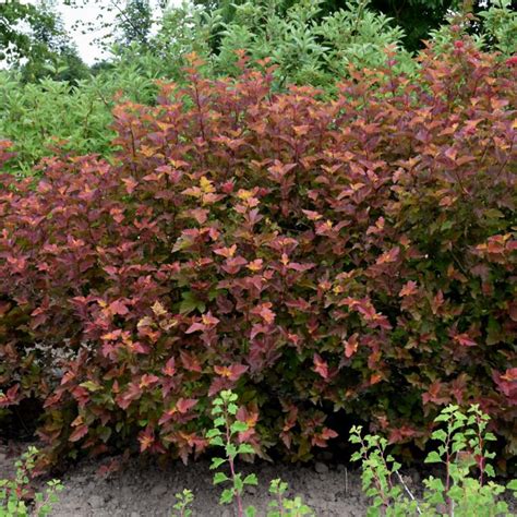 Ninebark Amber Jubilee Knippel Garden Centre
