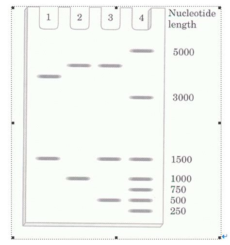Solved The Plasmid Cloning Vector Pbr322 Is Cleaved With The Restriction 1 Answer