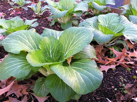 Brassicas Plant Care And Collection Of Varieties