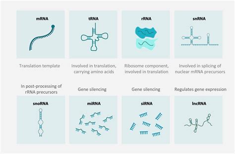 RNA Technology BOC Sciences