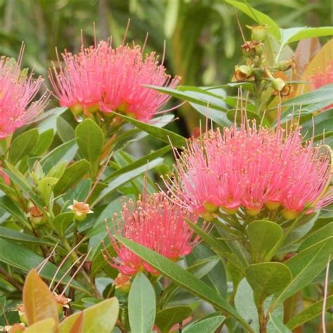 First Love Xanthostemon Chrysanthus Red Plant