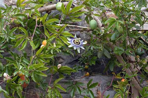 How To Grow And Care For Passionflower Gardeners Path 2024
