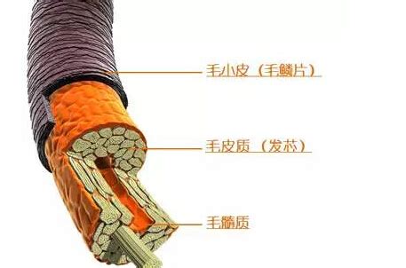 养发知识 涨知识 知识图 第14页 大山谷图库