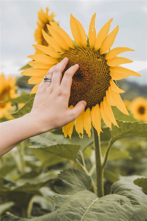 Girasoles 🌻 Girasoles Foto