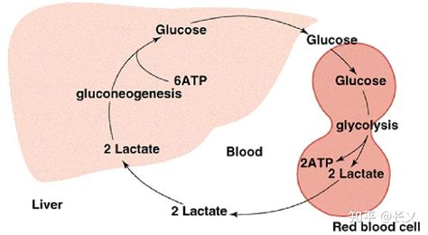 糖异生 知乎