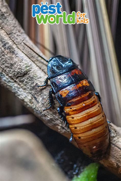 Best 13 Do You Know What The Biggest Type Of Cockroach Is Artofit