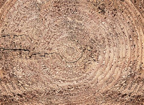 Wooden Tree Trunk Cut Backdrop 35104398 Stock Photo At Vecteezy