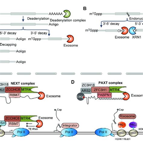 Diverse Rna Decay Pathways A Rna Exonucleolytic Decay Pathways In