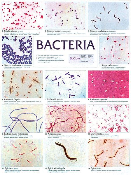 Wall Chart Bacteria