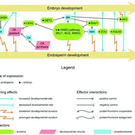 Key Regulators Of Endosperm Development Timing And Their Effect On