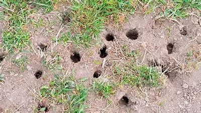 5 Steps On How To Get Rid Of Voles In Your Yard In 2024 Artofit
