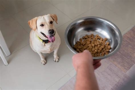 ¿de Qué Formas Puedo Reducir El Riesgo De Que Mi Perro Tenga Alergias A Los Alimentos
