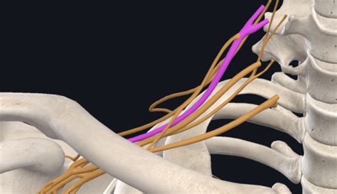 Brachial Plexus Flashcards Quizlet
